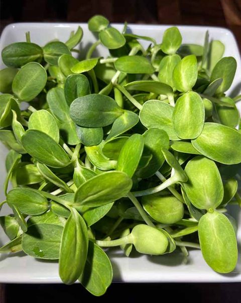 Sunflower Shoots | Motor City Micros